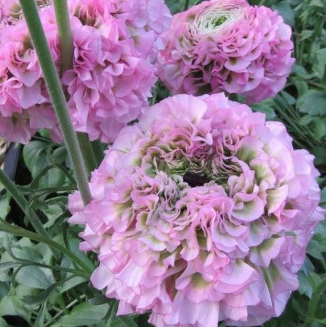Hermione Ranunculus Corms Bulbs Growing Bonsai Roots Rhizomes Tubers ...