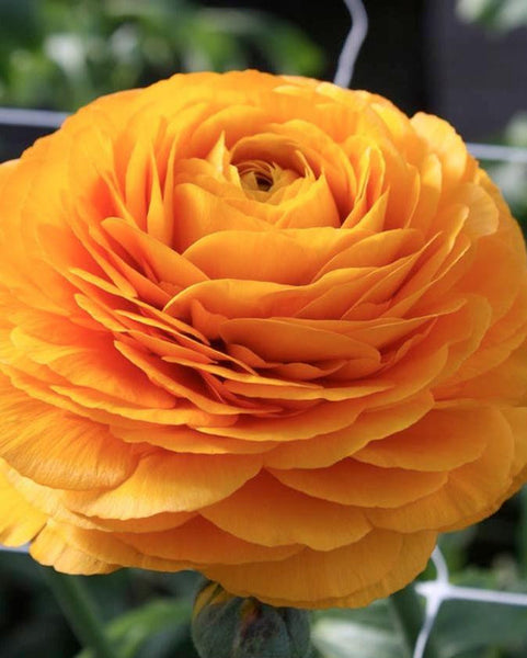 Ranunculus Yellow Mix Corms Bulbs Growing Bonsai Roots Rhizomes Tubers ...