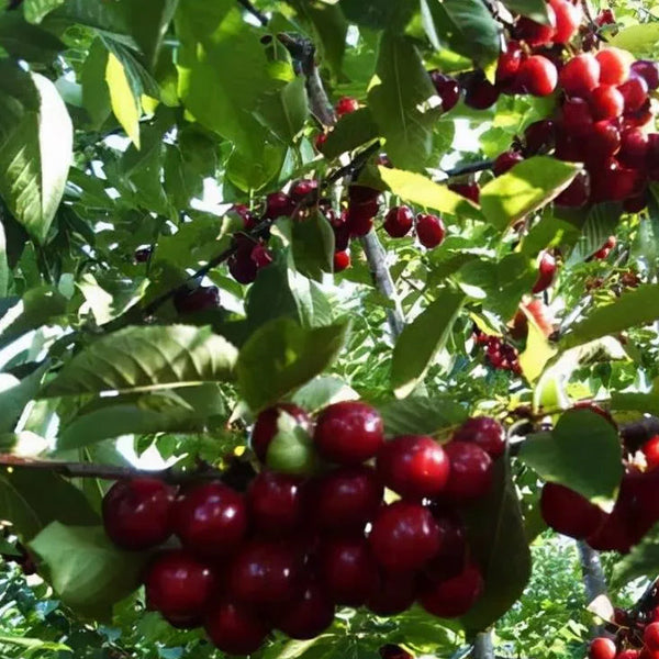 Rainier Cherry Fruit Seeds(Can be planted in winter) | Seedsplant