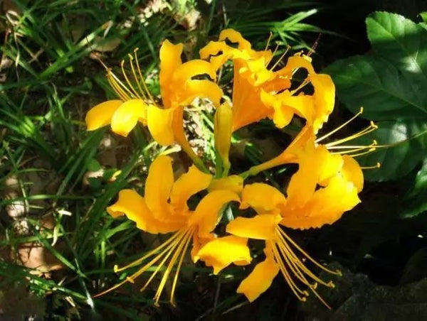 Yellow Lycoris Spider Lilies Bulbs Radiata Hurricane Lily Cluster ...