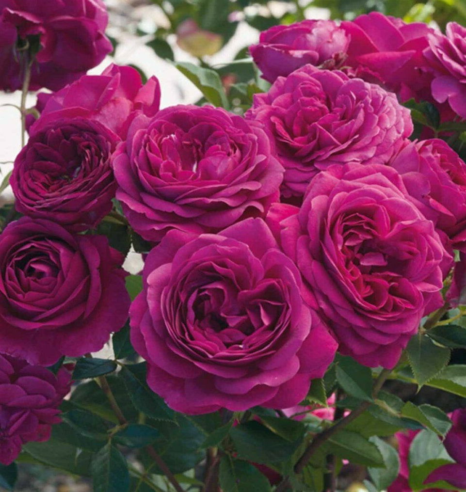 Magenta Rose Seedlings Flower Seeds Perennial Growing Bonsai Corms ...