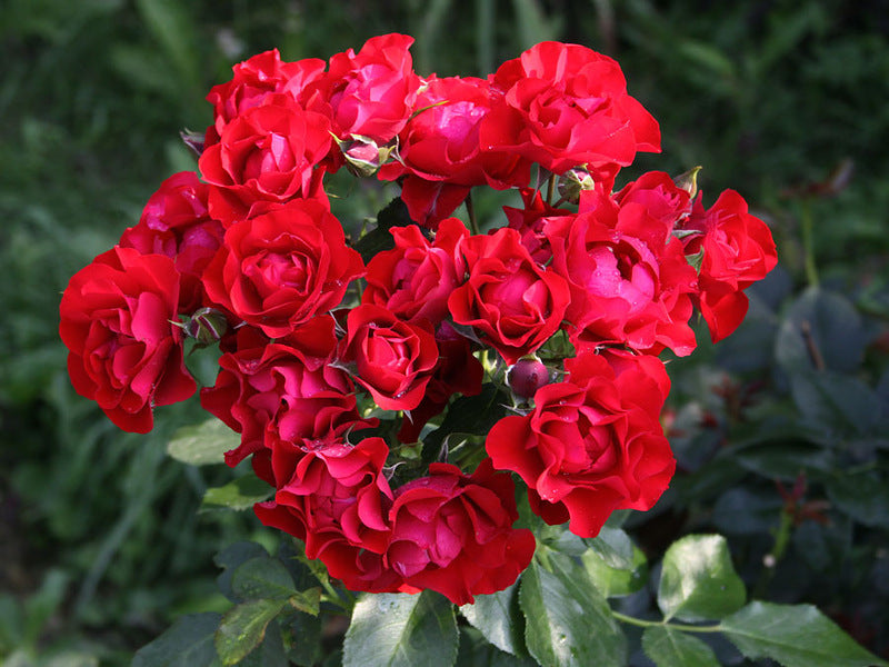 Black Forest Rose Seedlings Flower Seeds Perennial Growing Bonsai Corms ...