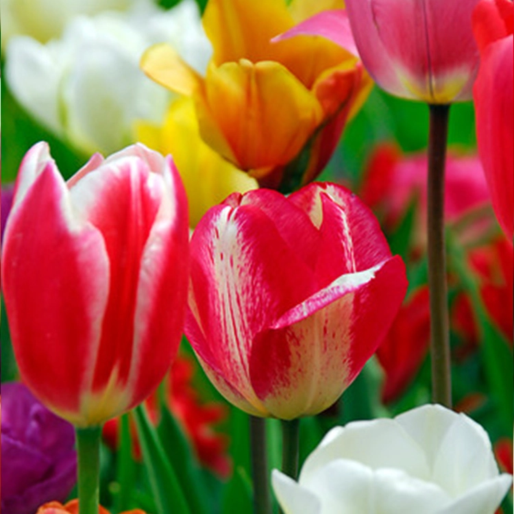 Mixed Triumph Tulip Value Bag Blooms Species Growing Bonsai Bulbs Roots Rhizomes Corms Tubers ...