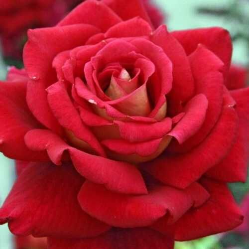 cleopatra Rose Seedlings Flower Seeds Perennial Growing Bonsai Corms ...