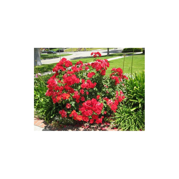 Red Rose Seedlings Flower Seeds Perennial Growing Bonsai Corms Tubers ...