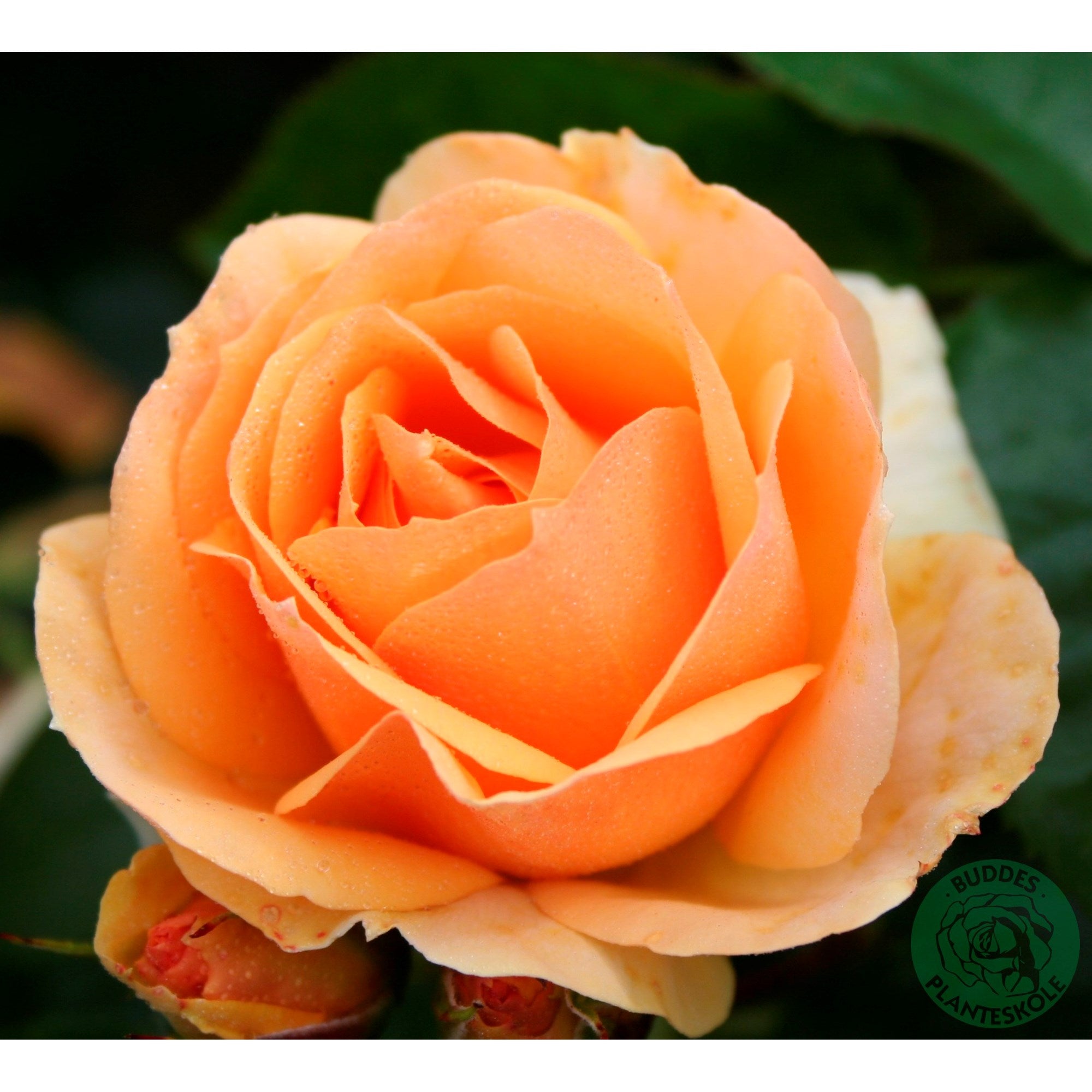 Orange Rose Seedlings Flower Seeds Perennial Growing Bonsai Corms ...