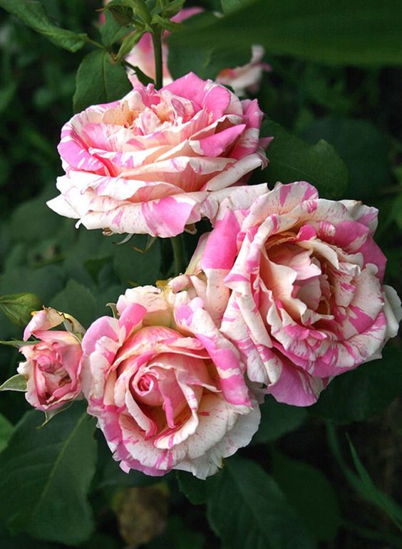 White Spotted Pink Rose Seedlings Flower Seeds Perennial Growing Bonsai ...
