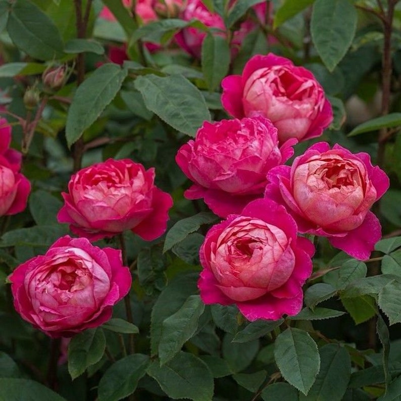 Double Bright Pink Rose Seedlings Flower Seeds Perennial Growing Bonsai ...
