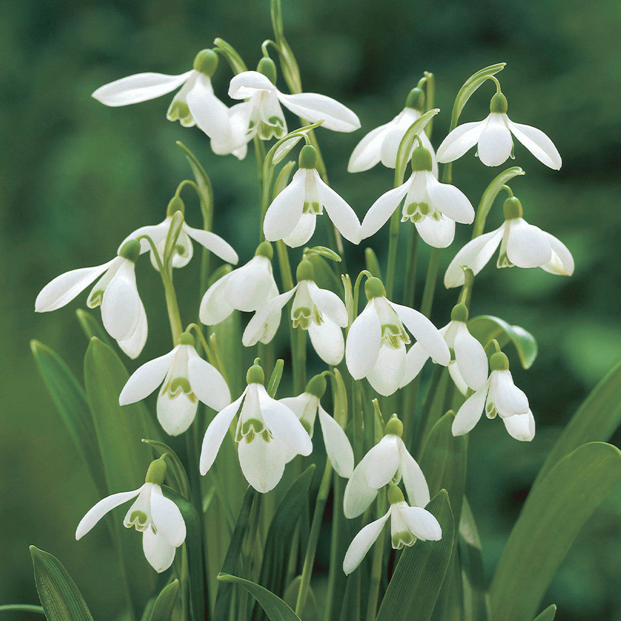 Naturalising Spring Bulb Collection Daffodil Bulbs Blooms Species ...