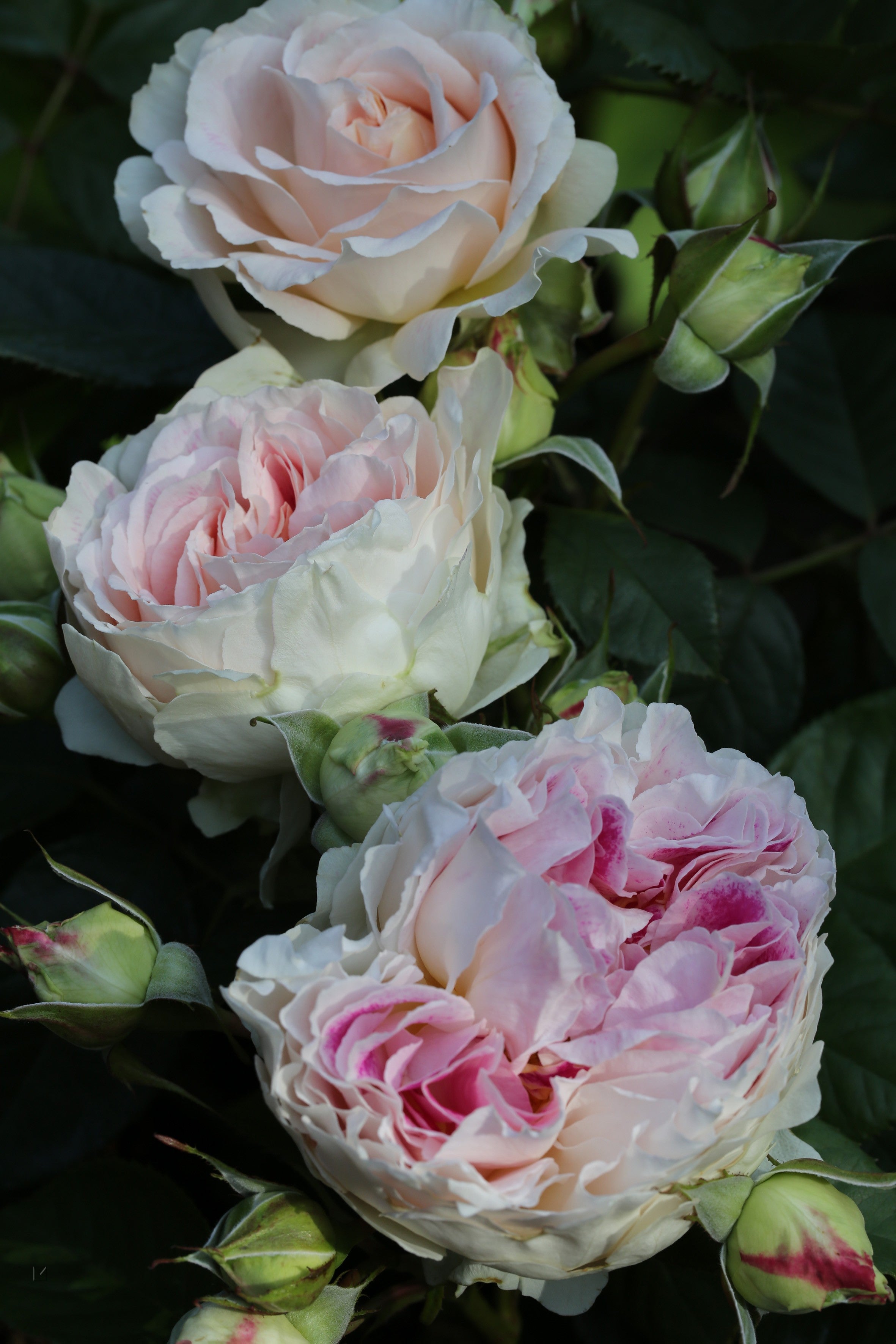 Guernsey Rose Seedlings Flower Seeds Perennial Growing Bonsai Corms ...