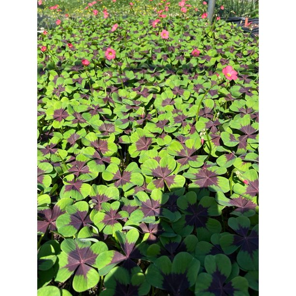 Deppei Oxalis Bulbs Wood Sorrel Shamrock Perennial Growing Bonsai Roots ...