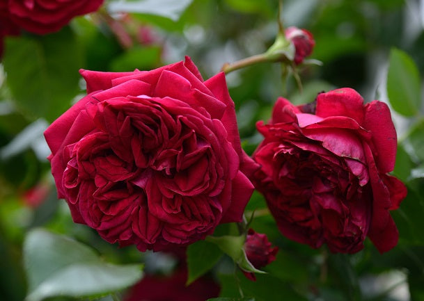 Dracula Rose Seedlings Flower Seeds Perennial Growing Bonsai Corms ...