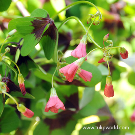 Iron Cross Shamrock Oxalis Bulbs Wood Sorrel Perennial Growing Bonsai ...