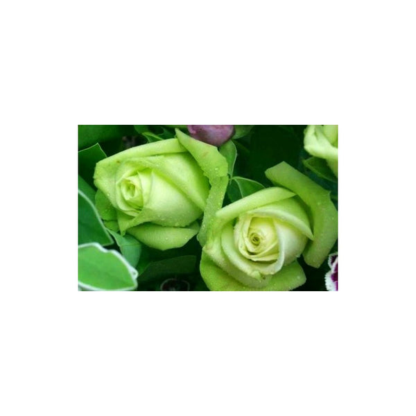 Green Rose Seedlings Flower Seeds Perennial Growing Bonsai Corms Tubers ...