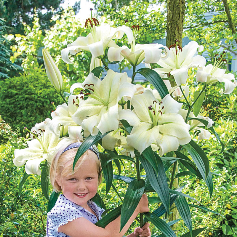 Pretty Woman Lily Tree Blooms Species Growing Bonsai Bulbs Roots ...