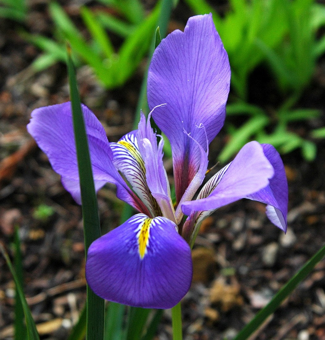 Iris Unguicularis Mary Barnard Bearded Iris Species Growing Bonsai ...