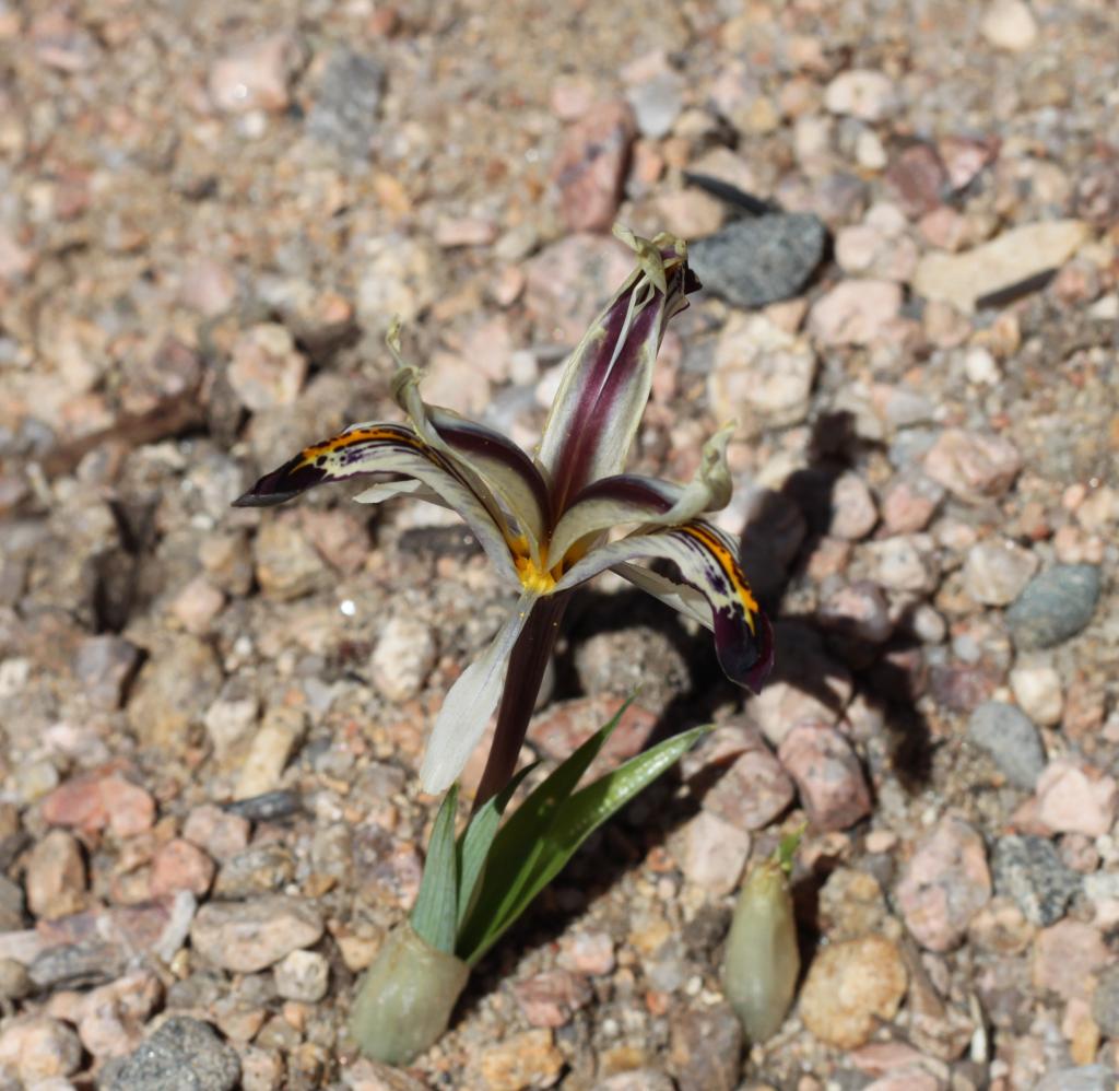 Iris Rosenbachiana Bulbs Bearded Iris Species Growing Bonsai Bulbs ...