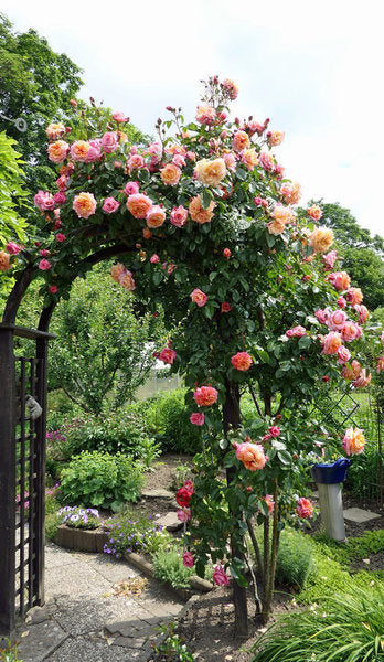 Barock Rose Seedlings Flower Seeds Perennial Growing Bonsai Corms ...