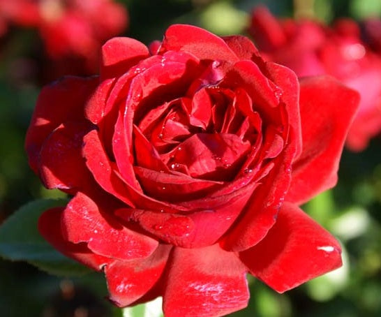 Desmond Tutu Rose Seedlings Flower Seeds Perennial Growing Bonsai Corms ...