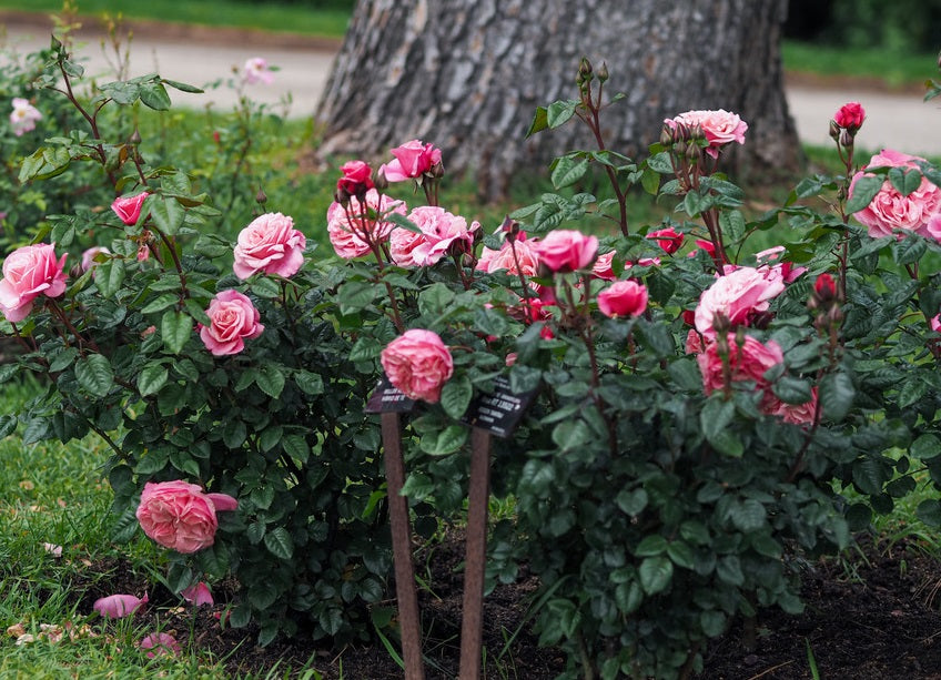 Wildberry Rose Seedlings Flower Seeds Perennial Growing Bonsai Corms ...