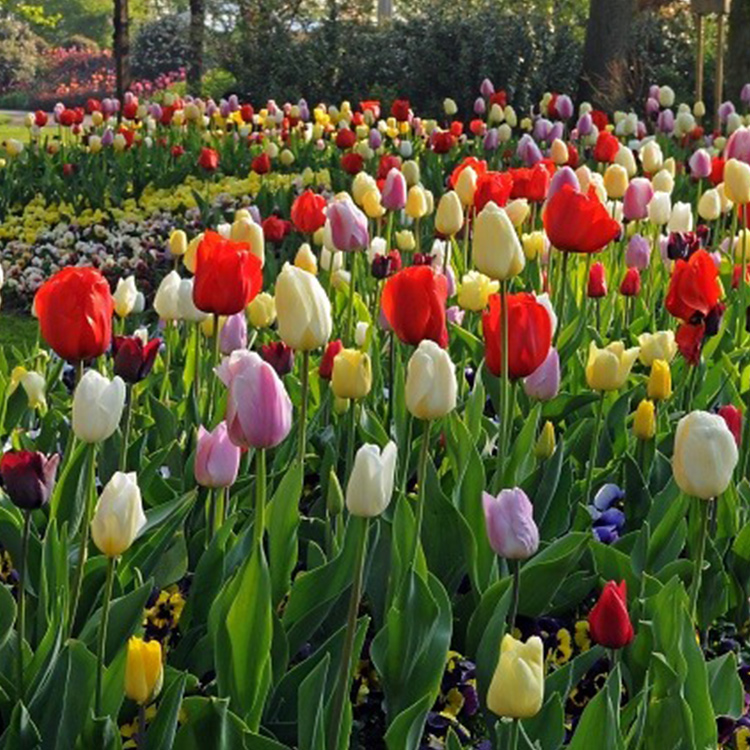 Mixed Triumph Tulip Value Bag Blooms Species Growing Bonsai Bulbs Roots Rhizomes Corms Tubers ...