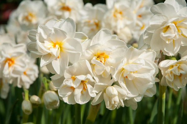 Cheerfulness Daffodil Narcissus Bulbs Blooms Species Growing Bonsai ...