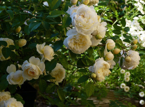 Perpetually Rose Seedlings Flower Seeds Perennial Growing Bonsai Corms ...