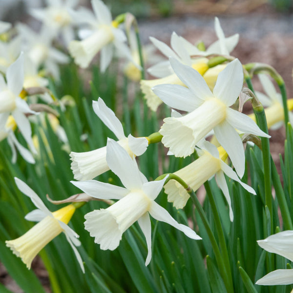 Elka Daffodil Narcissus Bulbs Blooms Species Growing Bonsai Roots ...