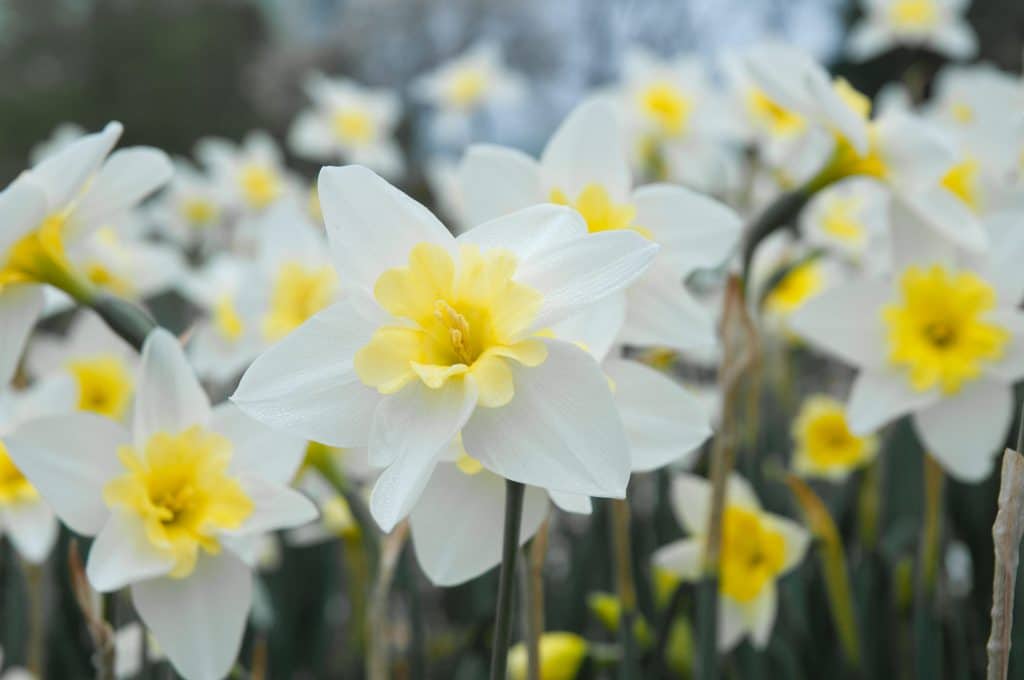 Bella Estrella Daffodil Narcissus Bulbs Blooms Species Growing Bonsai ...