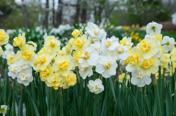 Charm Offensive Daffodil Narcissus Bulbs Blooms Species Growing Bonsai ...