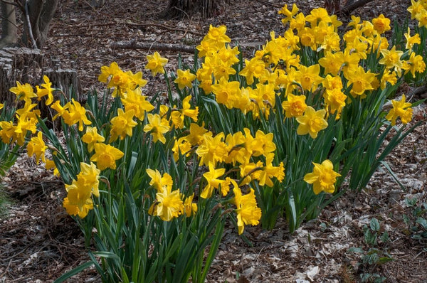Three Yellow Trumpet Daffodil Narcissus Bulbs Blooms Species Growing ...
