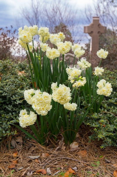 Erlicheer LS Daffodil Narcissus Bulbs Blooms Species Growing Bonsai ...