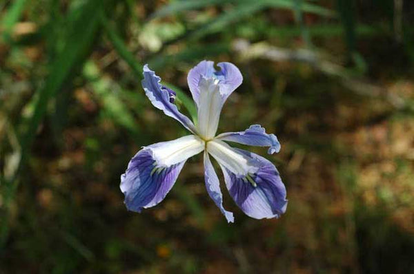 Iris Munzii California Native Plant Society Bearded Iris Species ...