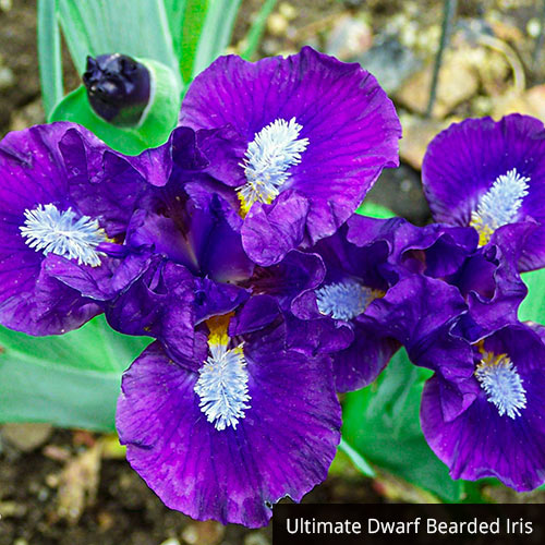 Miniature Iris Trio Versatile Size Intricate Blooms Perennial Iris ...