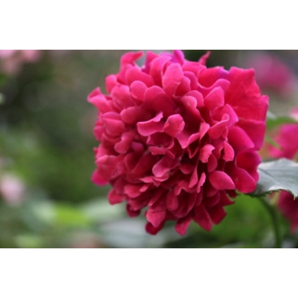 Ruffles Rose Seedlings Flower Seeds Perennial Growing Bonsai Corms ...