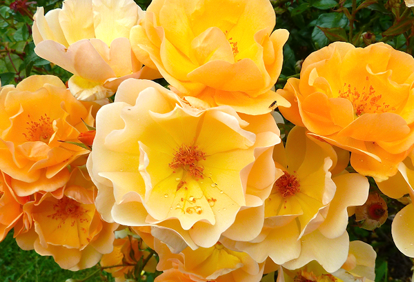Amber Sun Rose Seedlings Flower Seeds Perennial Growing Bonsai Corms ...