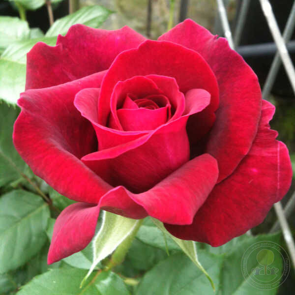 Bellevue Rose Plant Seedlings Flower Seeds Perennial Growing Bonsai ...