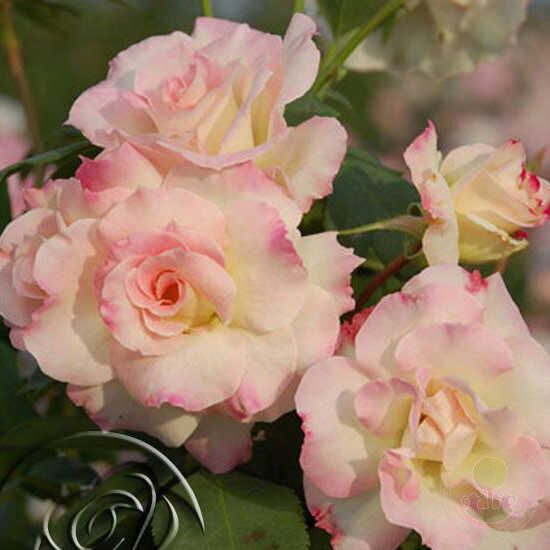 Charles Aznavour Rose Seedlings Flower Seeds Perennial Growing Bonsai ...