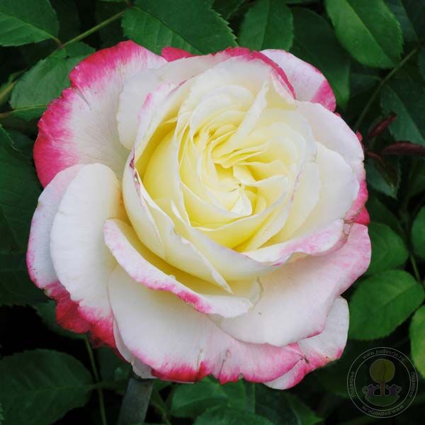 Double delight Rose Seedlings Flower Seeds Perennial Growing Bonsai ...