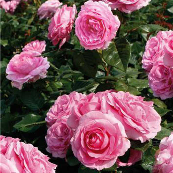 Jita Renaissance Rose Seedlings Flower Seeds Perennial Growing Bonsai ...