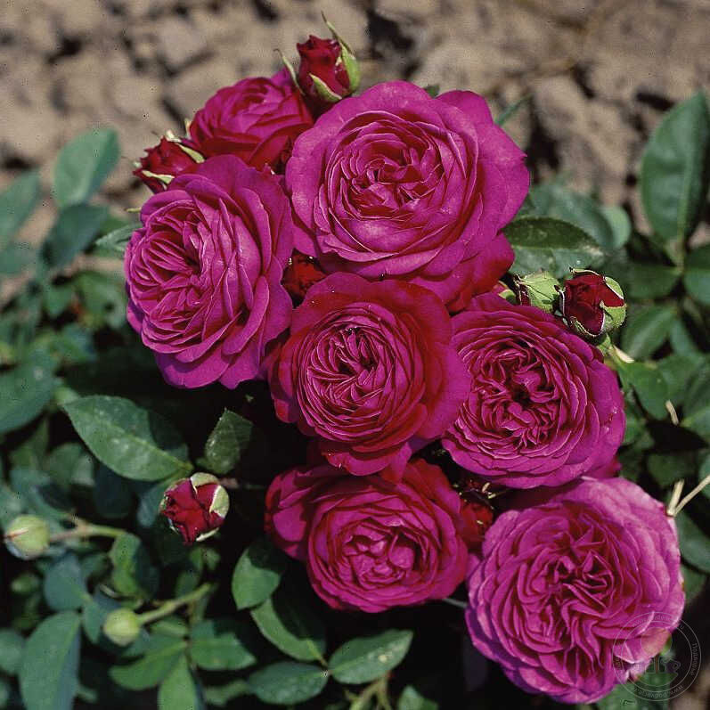Heidi Klum Rose Rose Seedlings Flower Seeds Perennial Growing Bonsai ...