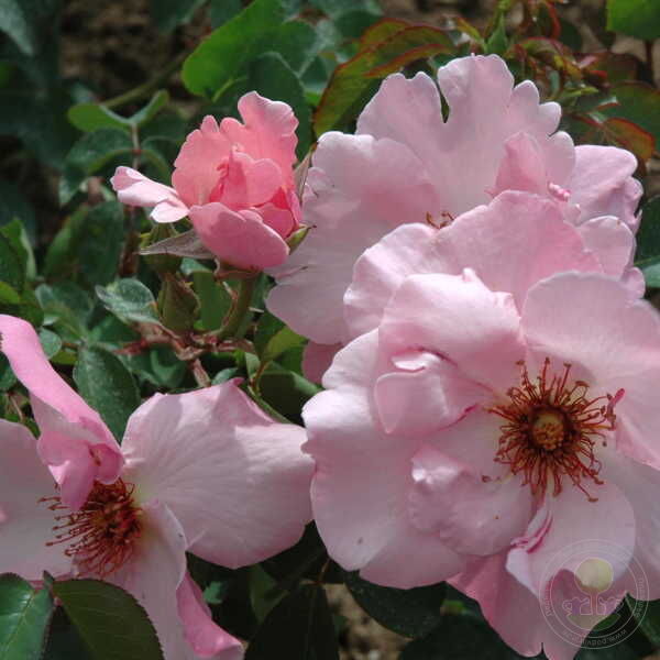 Jardiniers Du Paradis Rose Seedlings Flower Seeds Perennial Growing ...