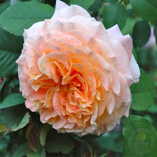 Jeff the usual Rose Seedlings Flower Seeds Perennial Growing Bonsai ...