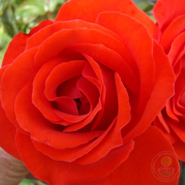 Kanegem (Germany) Rose Seedlings Flower Seeds Perennial Growing Bonsai ...