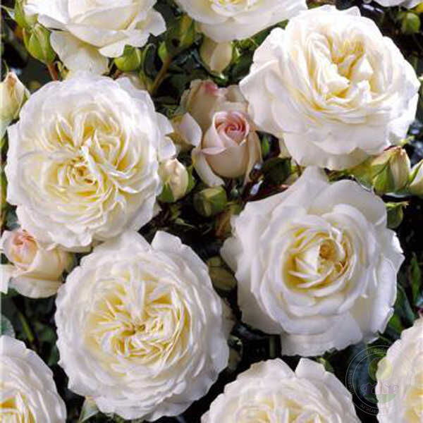 Ledreborg Estonia Rose Seedlings Flower Seeds Perennial Growing Bonsai ...