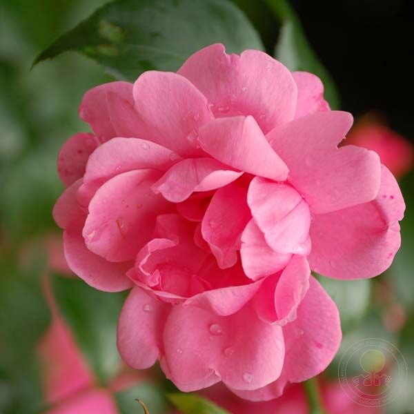 Libyan Arab jamahiriya Rose Seedlings Flower Seeds Perennial Growing ...