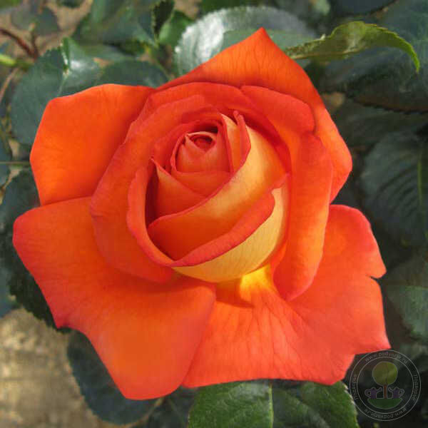 Magdalena Rose Seedlings Flower Seeds Perennial Growing Bonsai Corms ...