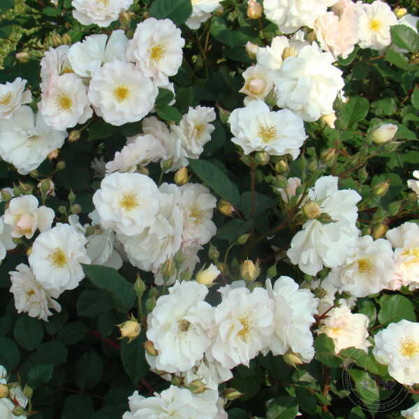 Penelope Rose Seedlings Flower Seeds Perennial Growing Bonsai Corms ...