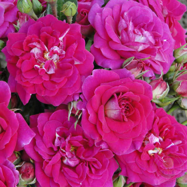 Perfect Match Rose Seedlings Flower Seeds Perennial Growing Bonsai ...