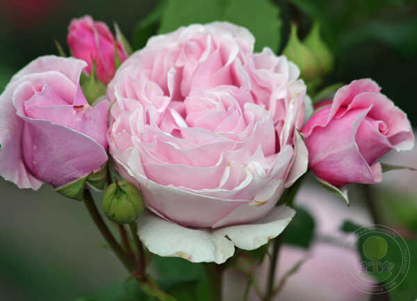 Princess Claire of Belgium Rose Seedlings Flower Seeds Perennial ...